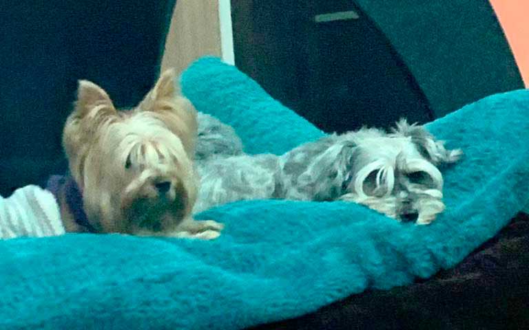 ¿Conoces todo sobre el sueño de tu perro? - Toque de Mujer